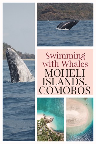 Moheli Island, Swimming With Humpback Whales In East Africa. - Unusual ...